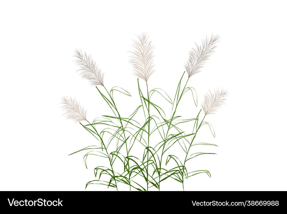 Hand drawing sketch with reeds Royalty Free Vector Image