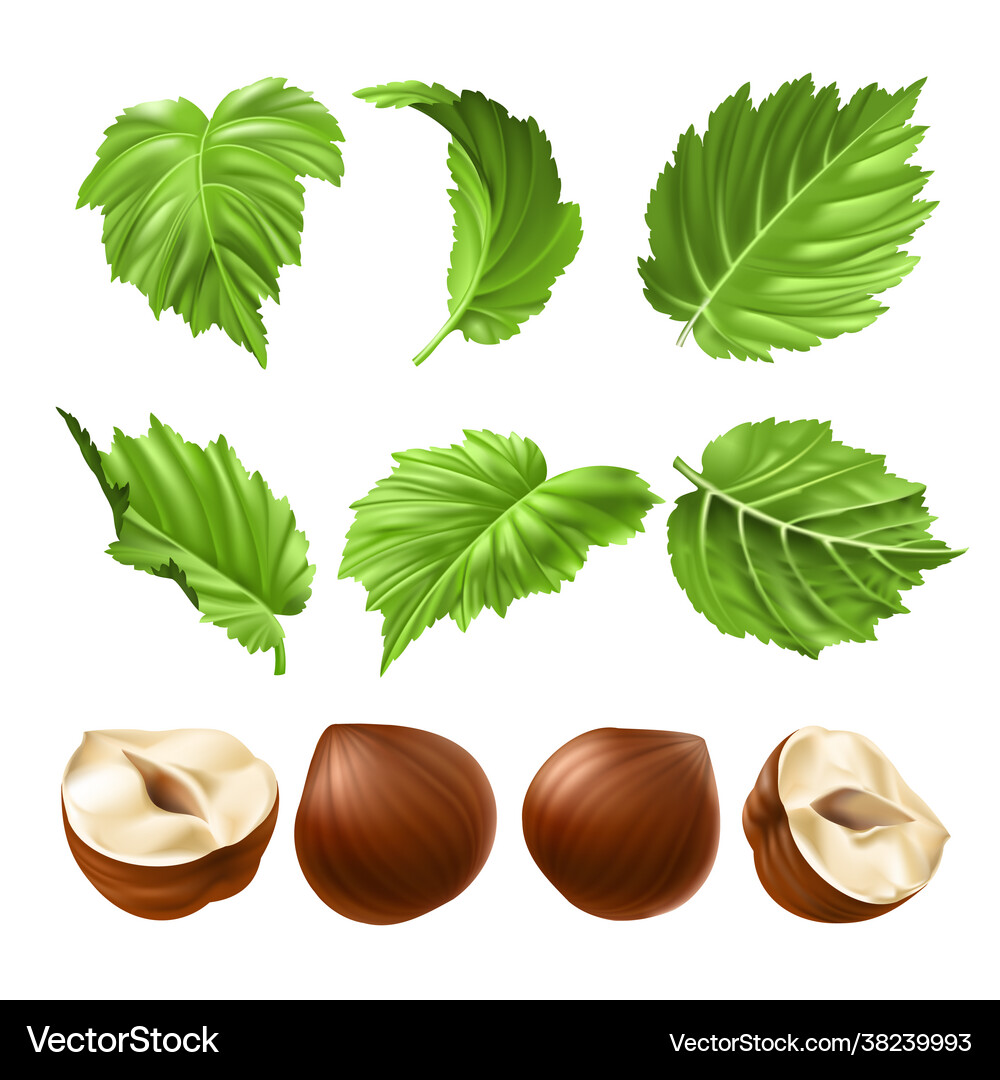 Realistic a peeled hazelnut and green hazel Vector Image