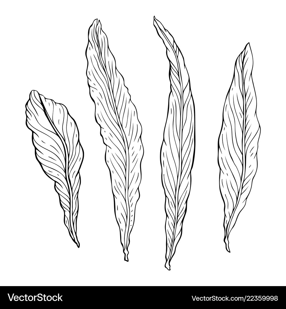 Types of leaf outline leaves different Royalty Free Vector