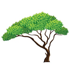 Tree Royalty Free Vector Image - VectorStock
