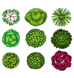 Top tree Royalty Free Vector Image - VectorStock