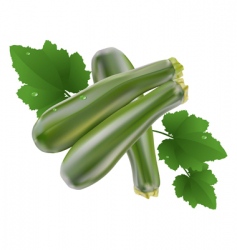 Courgette Vector Images (over 1,000)