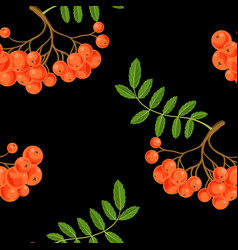 Rowan berries Royalty Free Vector Image - VectorStock