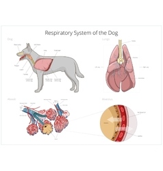 Respiratory system of the dog Royalty Free Vector Image