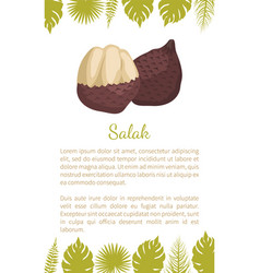Salak salacca palm tree exotic juicy fruit Vector Image