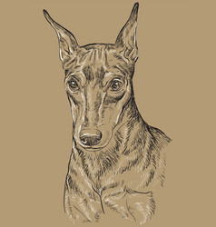 Miniature pinscher hand drawing portrait Vector Image