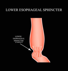 Upper sphincter of esophagus lower cardiac Vector Image