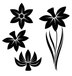 Narcissus flower Royalty Free Vector Image - VectorStock