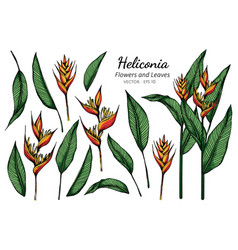 Heliconia flower and leaf drawing with line art Vector Image