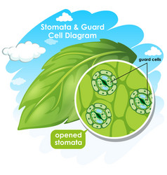 Diagram showing stomata and guard cell Royalty Free Vector