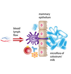 Mastitis cross-section mammary gland Royalty Free Vector