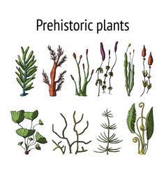 Prehistoric plants Royalty Free Vector Image - VectorStock