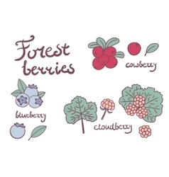 Cartoon fresh healthy forest berries concept Vector Image