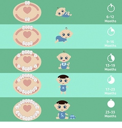 Baby teething chart Royalty Free Vector Image - VectorStock