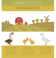 Poultry farming chicken turkey duck goose family Vector Image