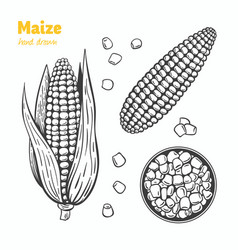 Hand drawn corn cereal maize plants corn Vector Image