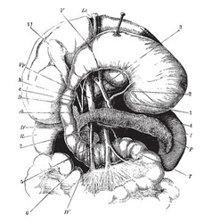 Duodenum Vector Images (over 2,000)
