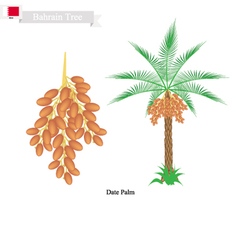 Phoenix palm a national tree of saudi arabia Vector Image