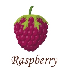Raspberry on white background Royalty Free Vector Image