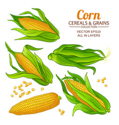 Corn seeds set on white background Royalty Free Vector Image