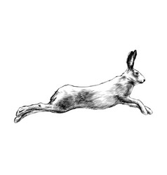 Running hare Royalty Free Vector Image - VectorStock