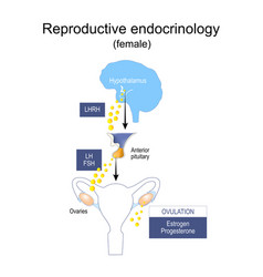 Human endocrine system comparative anatomy Vector Image