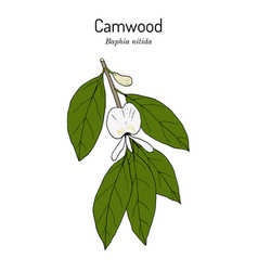 African medicinal plants Royalty Free Vector Image