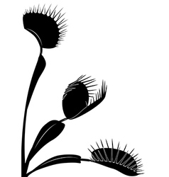 Venus flytrap and fly Royalty Free Vector Image