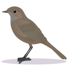 Nightingale Vector Images (over 640)