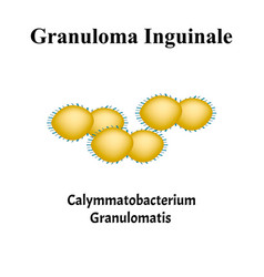 Ulcus molle haemophilus ducreyi bacterial Vector Image