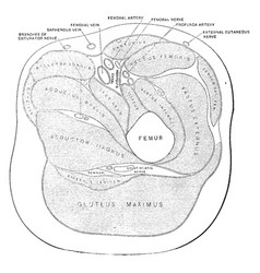 Transverse section through thigh vintage Vector Image