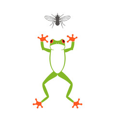 Frog Catching A Fly Royalty Free Vector Image - VectorStock