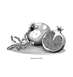 Pomegranate with leaves fresh fruit drawing Vector Image