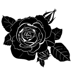 Three outline roses Royalty Free Vector Image - VectorStock