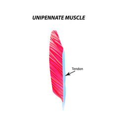 Structure of skeletal muscle biceps muscle Vector Image