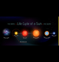 Mushroom life cycle from spores to mycelium and Vector Image