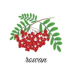 Rowan Vector Images (over 8,100)