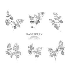 Raspberry seamless pattern drawing Royalty Free Vector Image