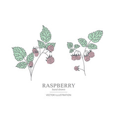 Raspberry drawing isolated berry sketch Royalty Free Vector
