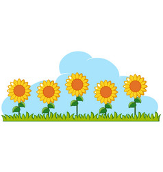 Background scene with sunflowers in garden Vector Image