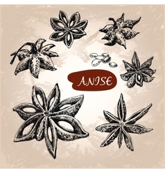 Anise or aniseed hand drawn on white background Vector Image