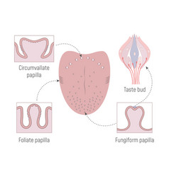 Lingual gustatory papillae and taste buds human Vector Image