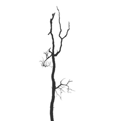 Dead branches Royalty Free Vector Image - VectorStock