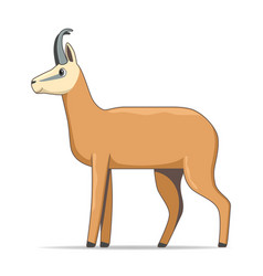 Image an chamois Royalty Free Vector Image - VectorStock