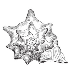 Hand drawing seashells set 1 Royalty Free Vector Image