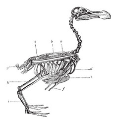 Condor skeleton vintage Royalty Free Vector Image