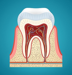 Two healthy human tooth in cutaway Royalty Free Vector Image