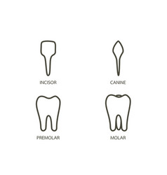 Dental instrument and tooth shape - cartoon flat Vector Image