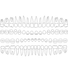 Teeth Vector Images (over 110,000)
