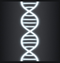 Colorful dna spirals bright Royalty Free Vector Image